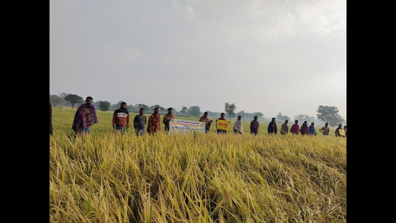Kurnool Seeds Hybrid Paddy : Sri Chakra 1168 - YouTube