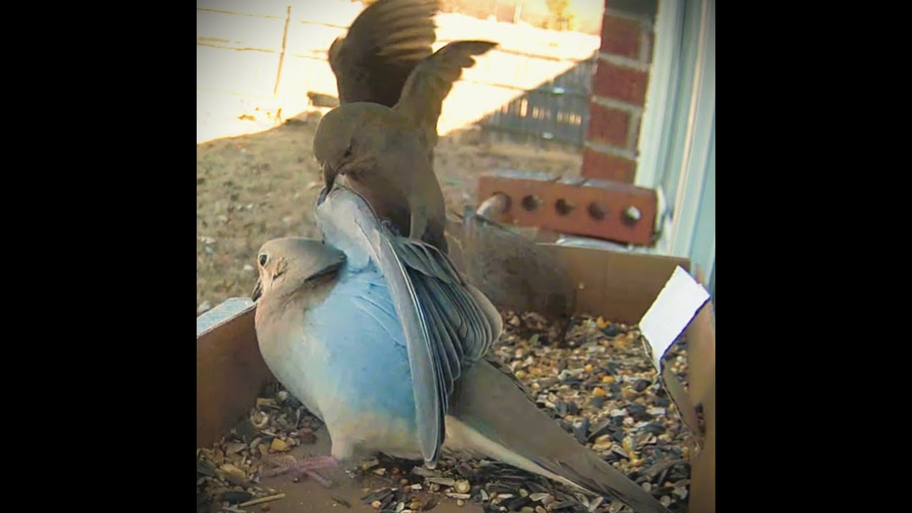 4 Cowbirds fight Dove - who will win at the bird feeder? #牛鳥 #鸽子 - YouTube