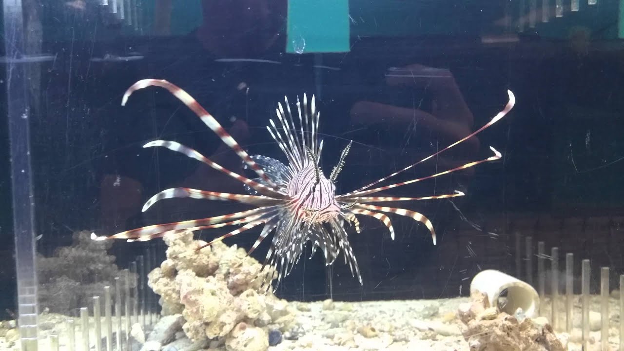 Beautiful Lionfish - YouTube