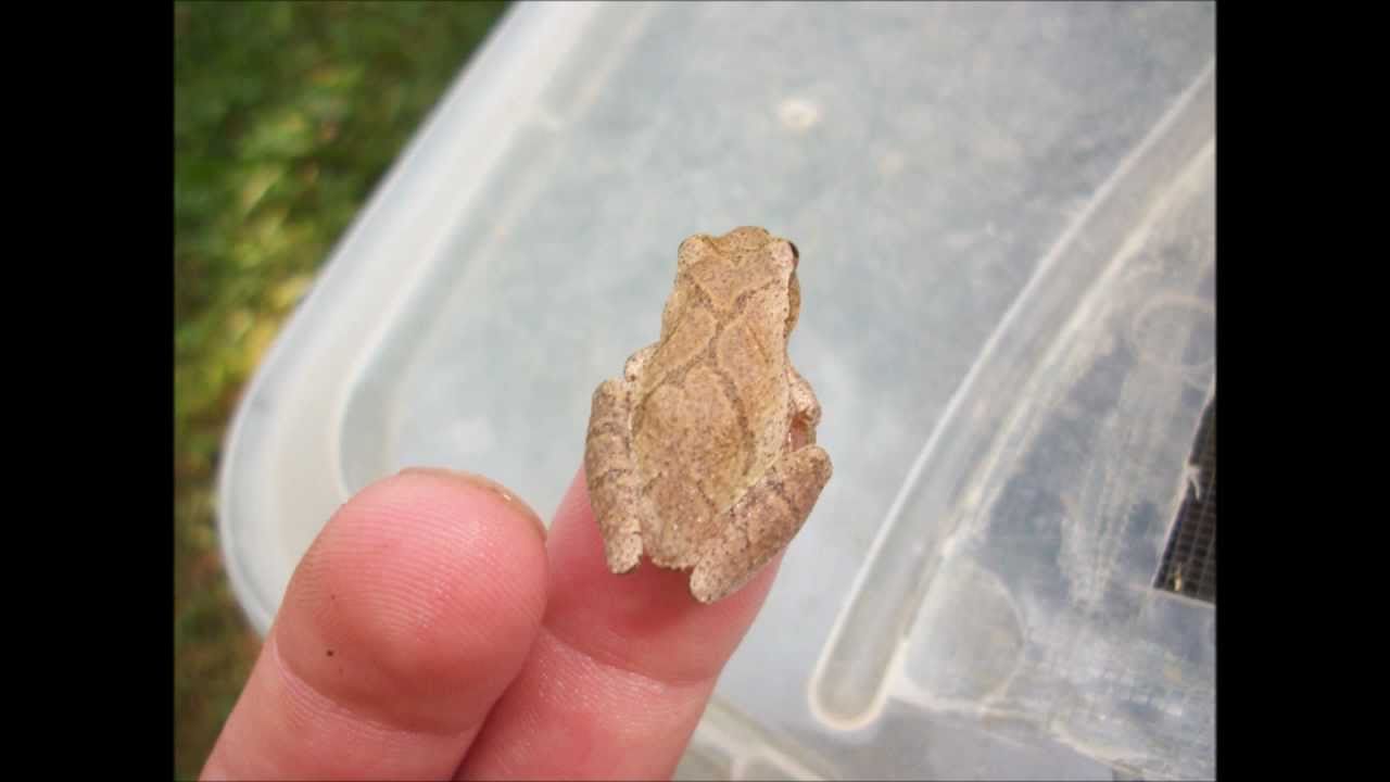 Giant 1 Inch Long Spring Peeper - YouTube
