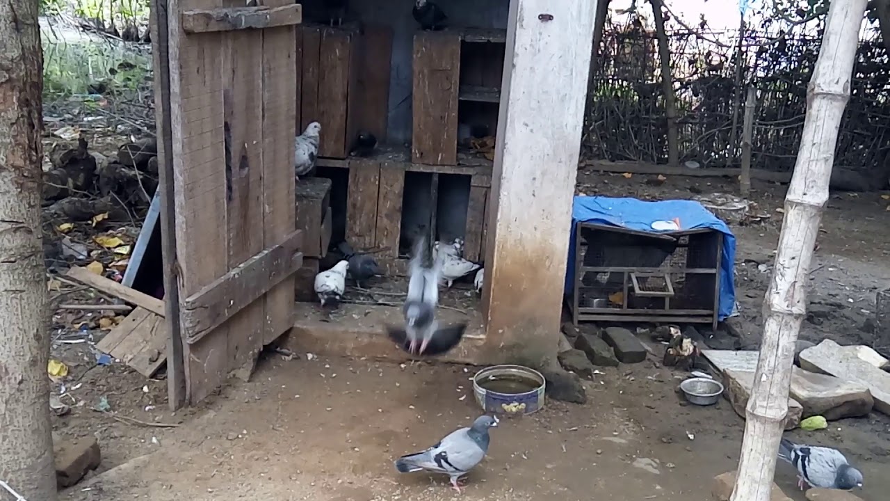 Puravin friend - YouTube