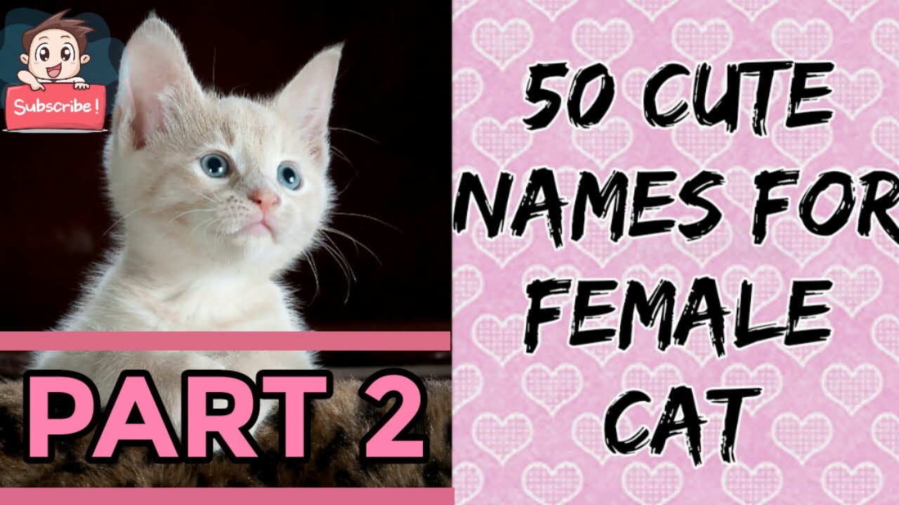 PART 2 THE BEST 50 CUTE AND EXOTIC NAMES FOR FEMALE CAT THAT YOU part-2-the-best-50-cute-and-exotic-names-for-female-cat-that-you