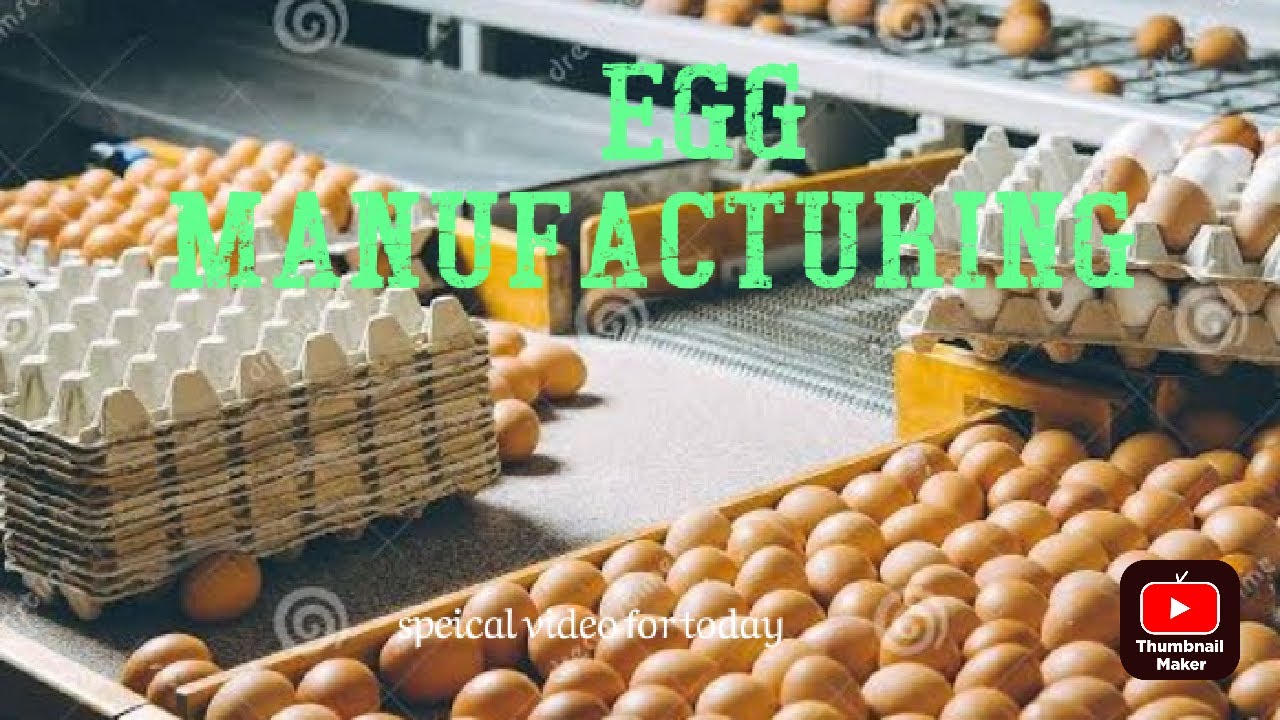 Egg manufacturing process | Egg making factory | কীভাবে ডিম উৎপাদন করা ...