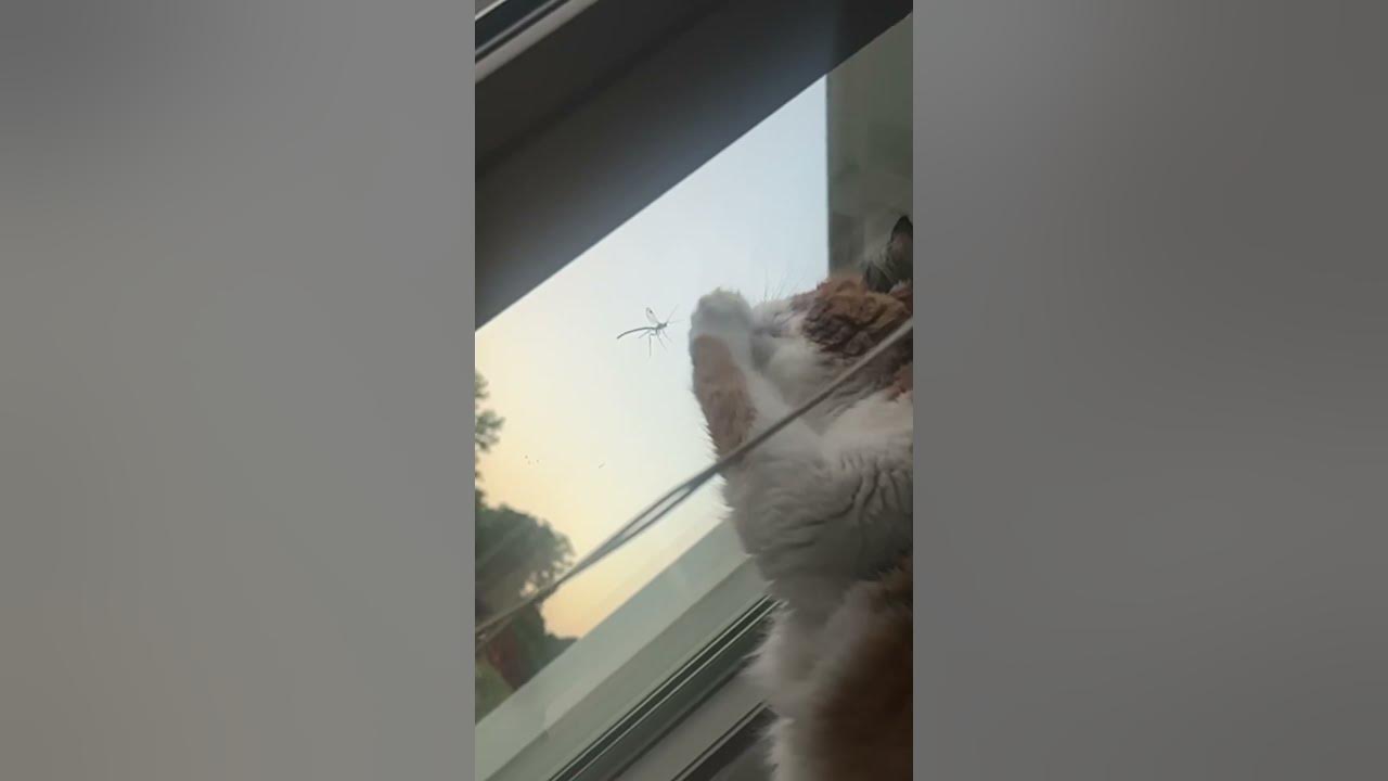 Forbidden love… #mochithecalico #cat - YouTube