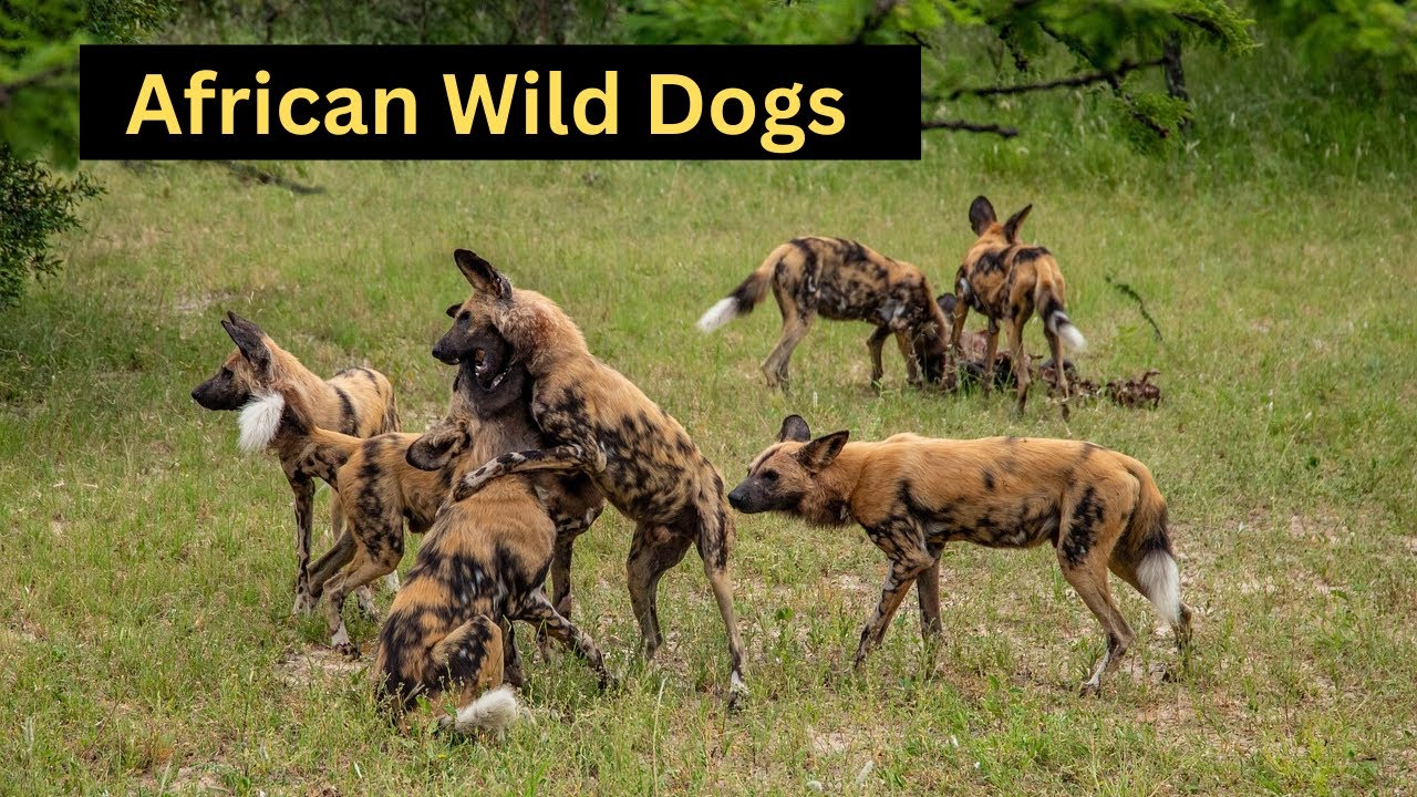 Survival of Africa's Animals | African Wild Dogs | Animals Video ...