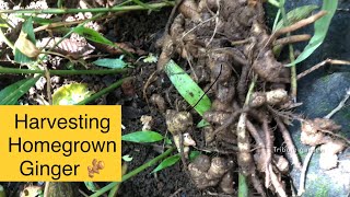 Harvesting Homegrown Ginger🫚 #ginger #garden #vegetable