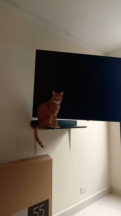 El Gato Pipo - YouTube