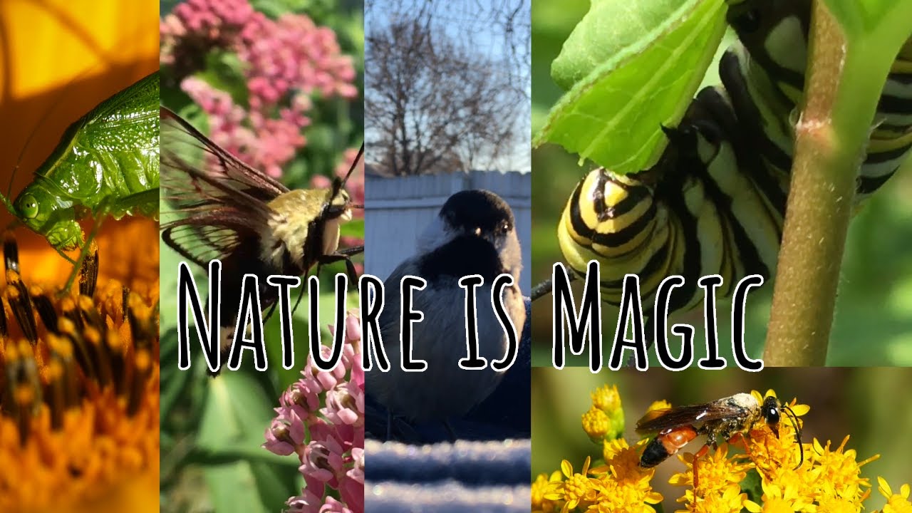 Nature is Magic - YouTube