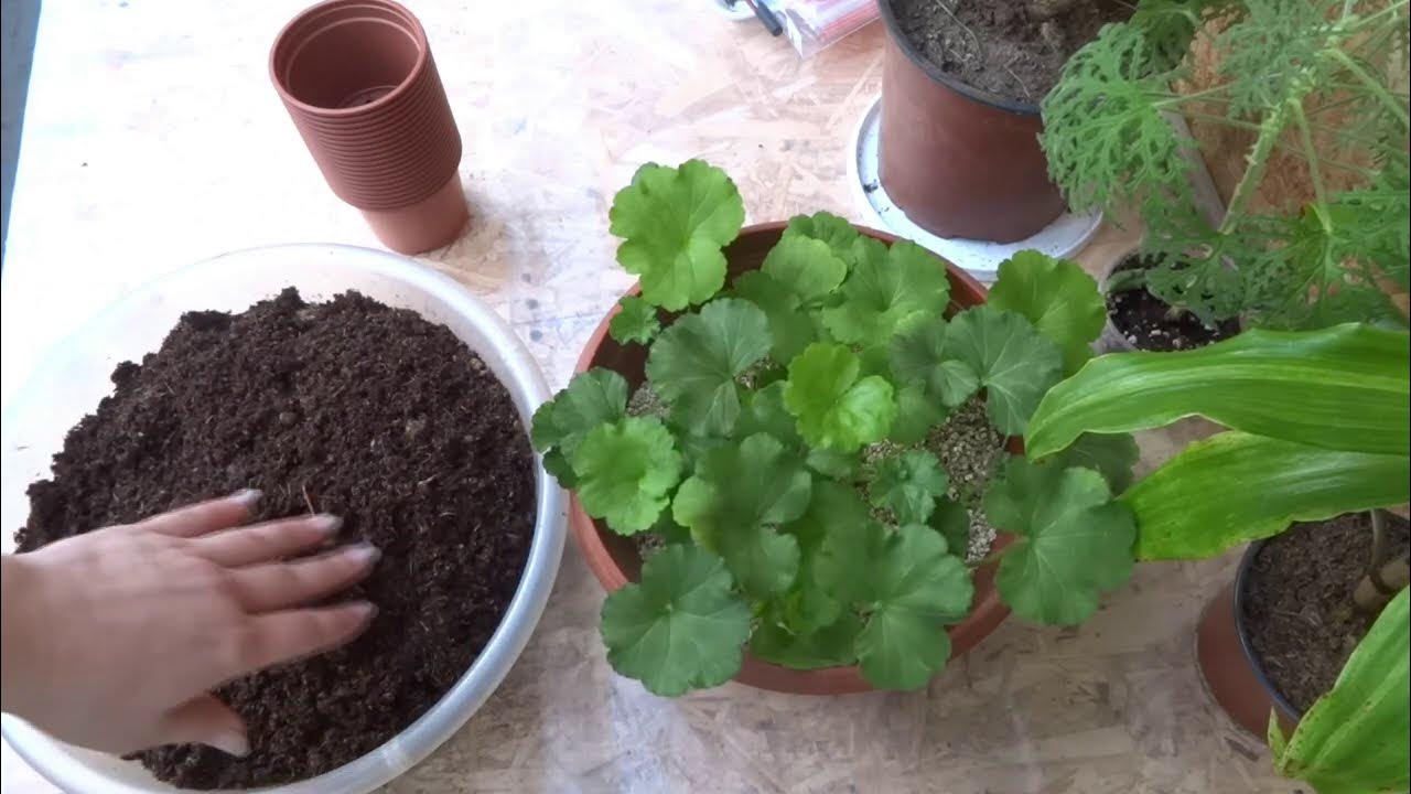 КАК БЫСТРО УКОРЕНИТЬ ПЕЛАРГОНИЮ/100% РЕЗУЛЬТАТ - YouTube