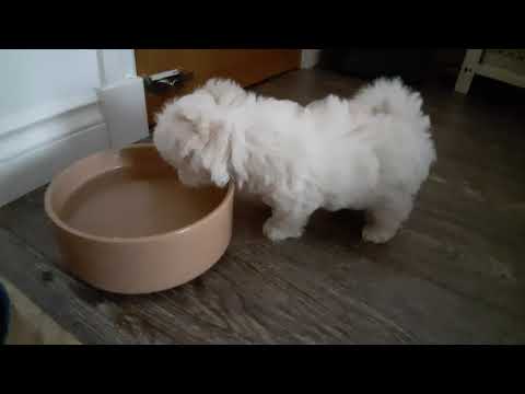 Maltese pup 7 weeks 29/08/2020 - YouTube