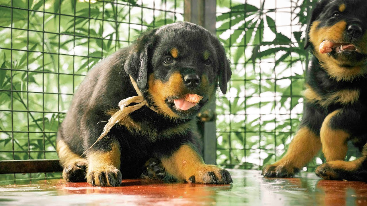 40 days Rottweiler puppies eating raw|| #barfdiet #rawfeeding - YouTube