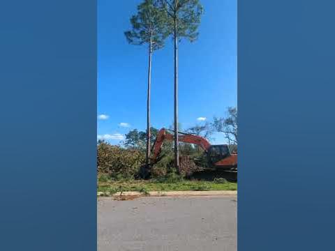 Excavator destroys pine tree # 3! - YouTube