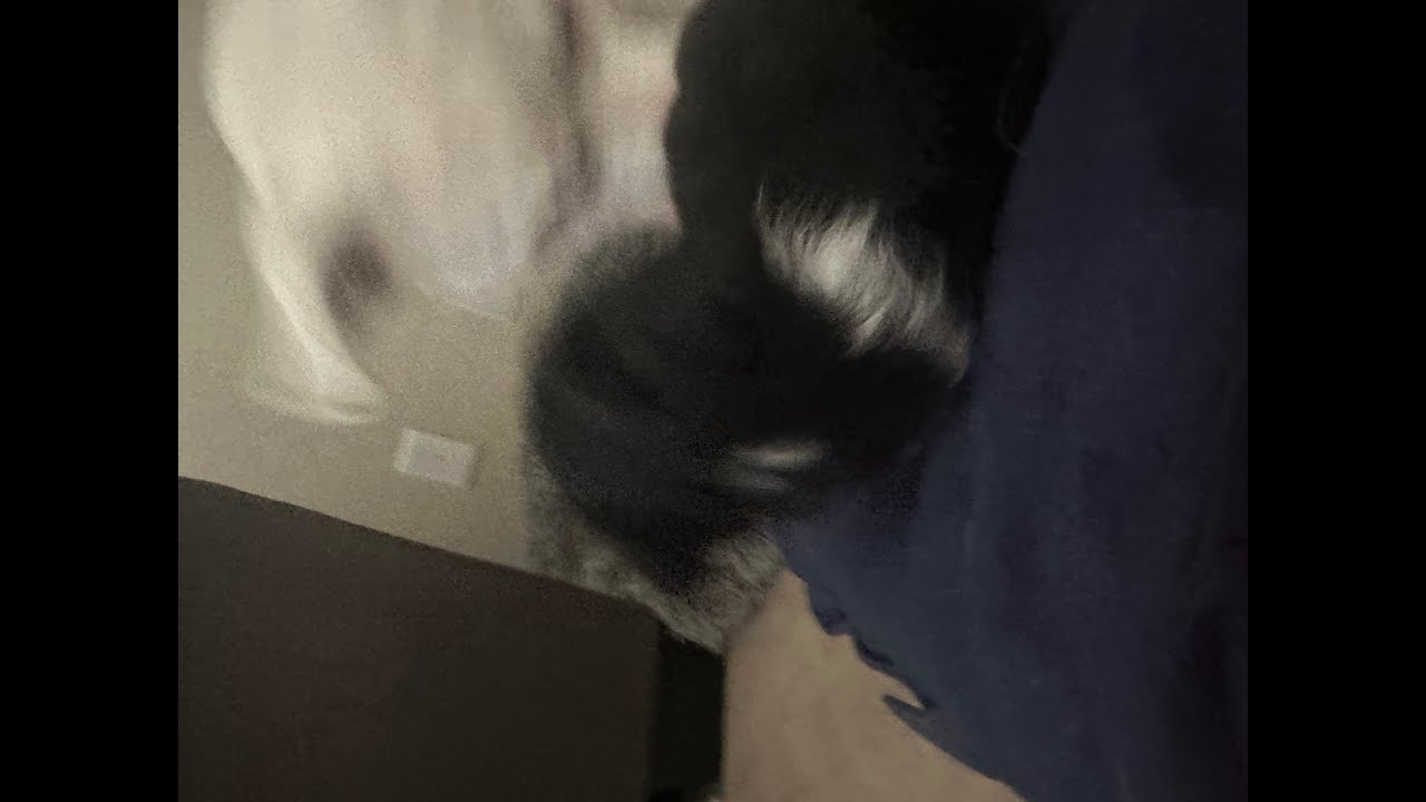 PUPPY SHOWCASE 1 - YouTube
