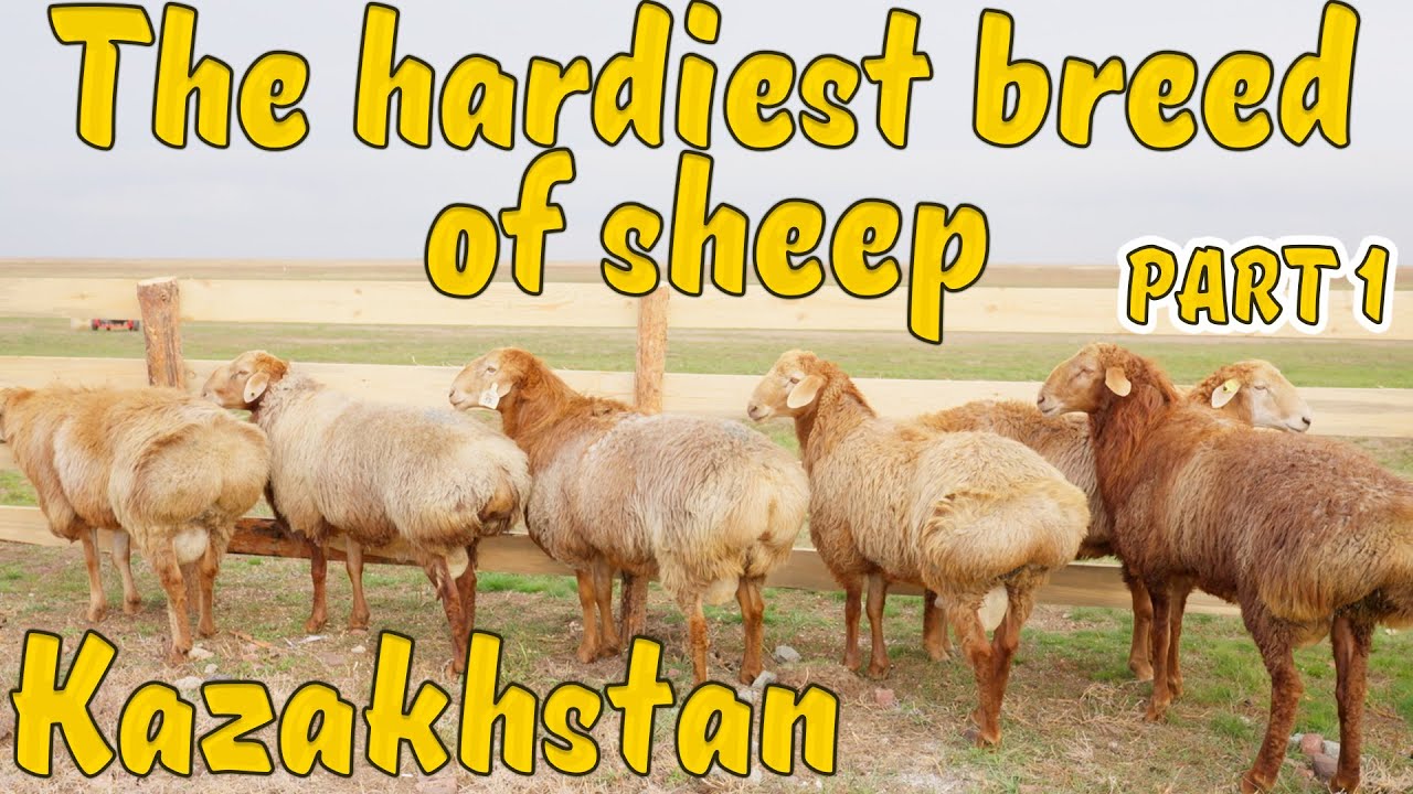 The most profitable breed of sheep. The best breed of sheep in ...