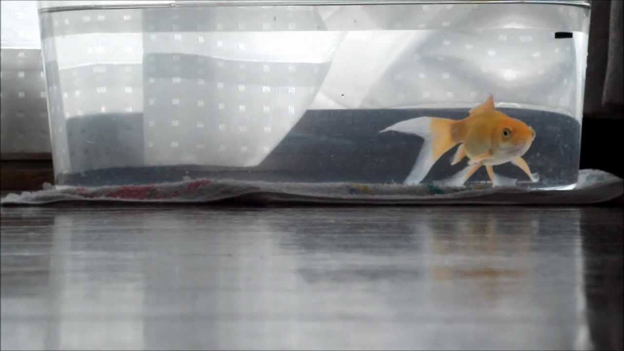 Sleeping Goldfish 1 -金魚寝る- - YouTube