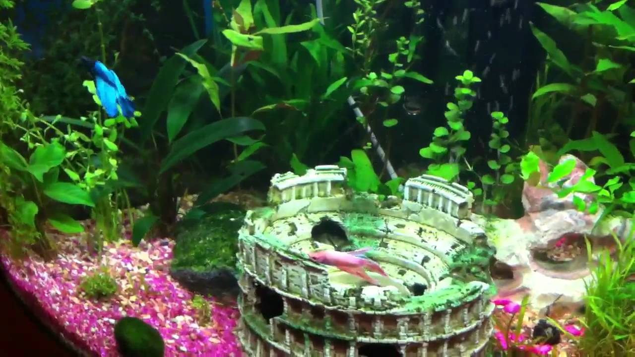 2 male betta fish playing together! - YouTube