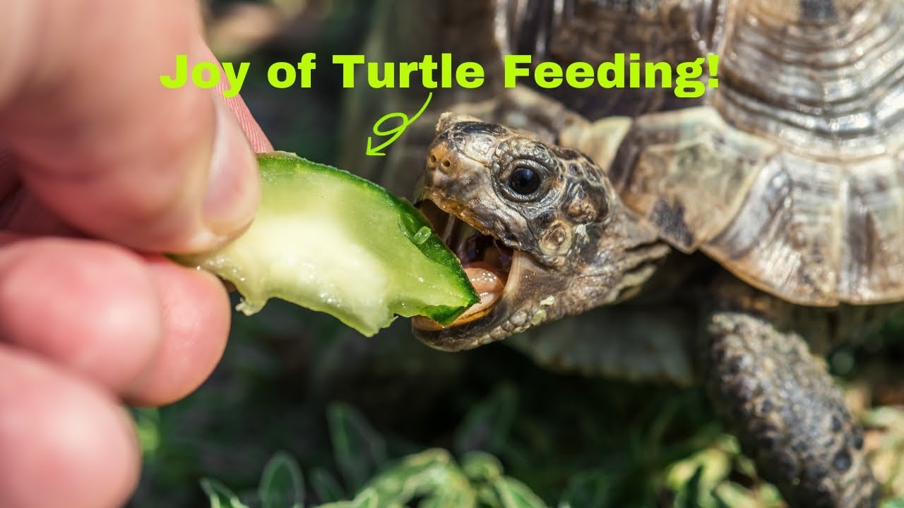 Joy of Feeding Turtles: Tips and Tricks for a Happy, Healthy Pet! # ...