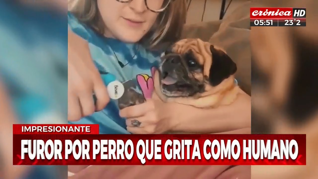 ¡Furor por el perro que grita como un humano! - YouTube