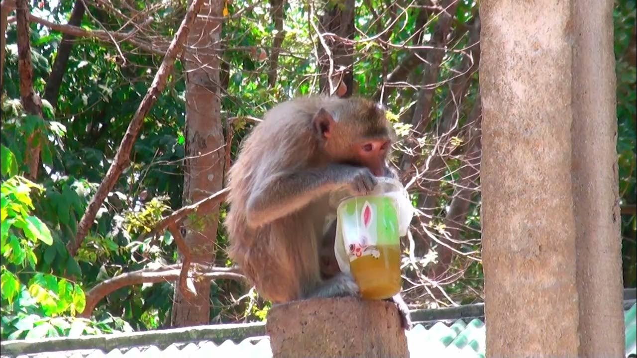 Monkeys drink cane juice on the fence - YouTube