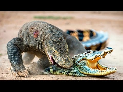 Commando Dragon brother land monitor - YouTube