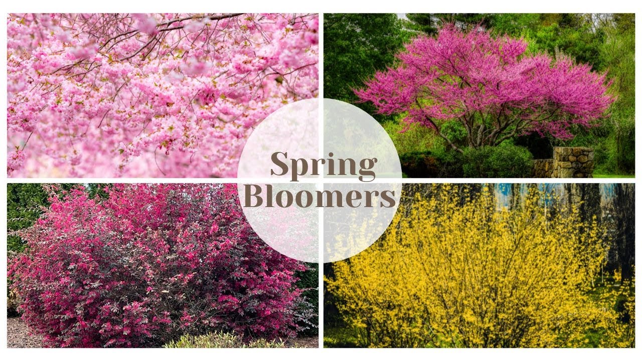 Top Spring Blooming Trees & Shrubs To Inspire Your Landscape 🌸 Unique ...