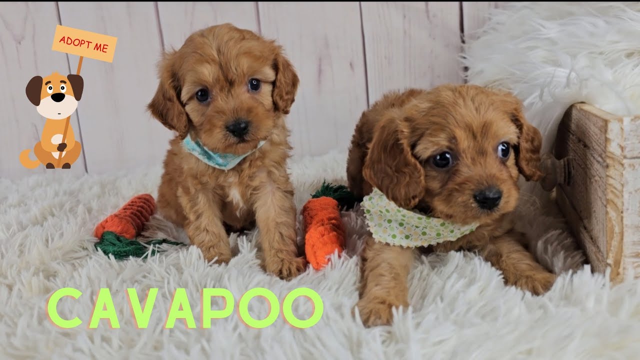 Meet Beck & Baxter Cavapoo siblings 💖. Sweet and fun. Available for adoption. Reserve today ...
