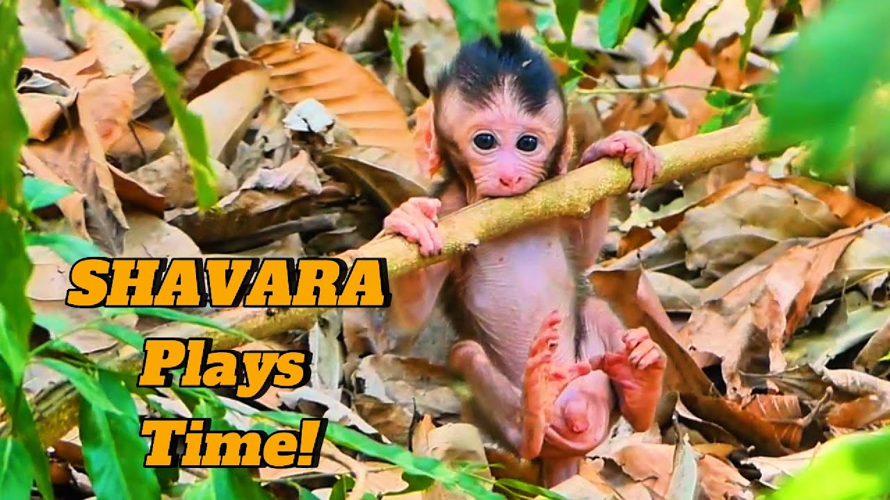 Adorable SHAVARA Shows His Strength in Playtime!, @monkeynaturekh - YouTube