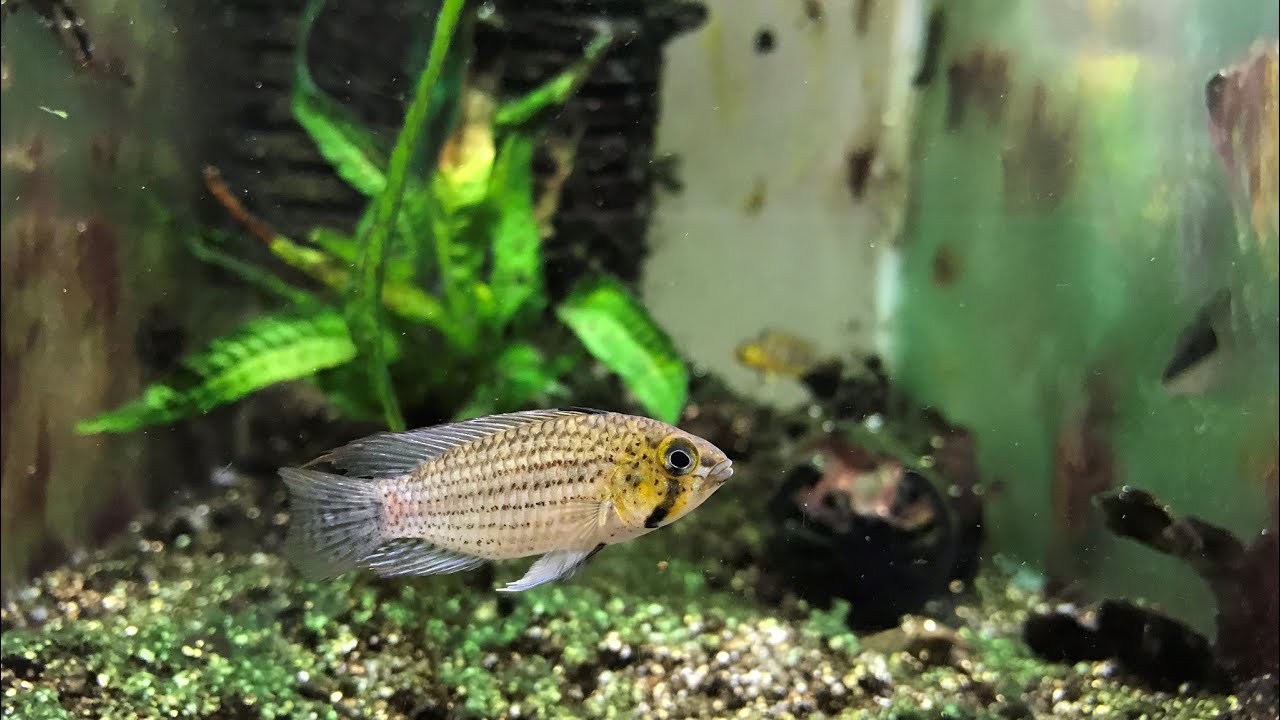 Apistogramma tucurui Jacunda wild pair アピストグラマ ツクルイ ジャクンダ ワイルドペア - YouTube