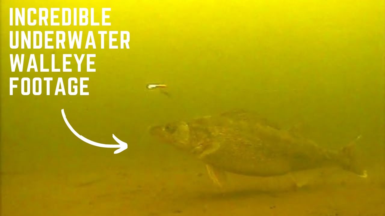 Incredible Underwater Walleye Footage! - YouTube