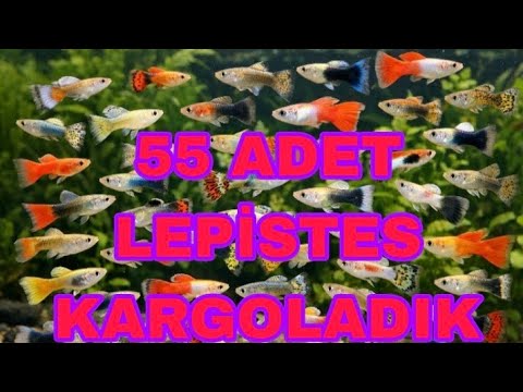 LEPİSTES KARGOLADIK 55 ADET