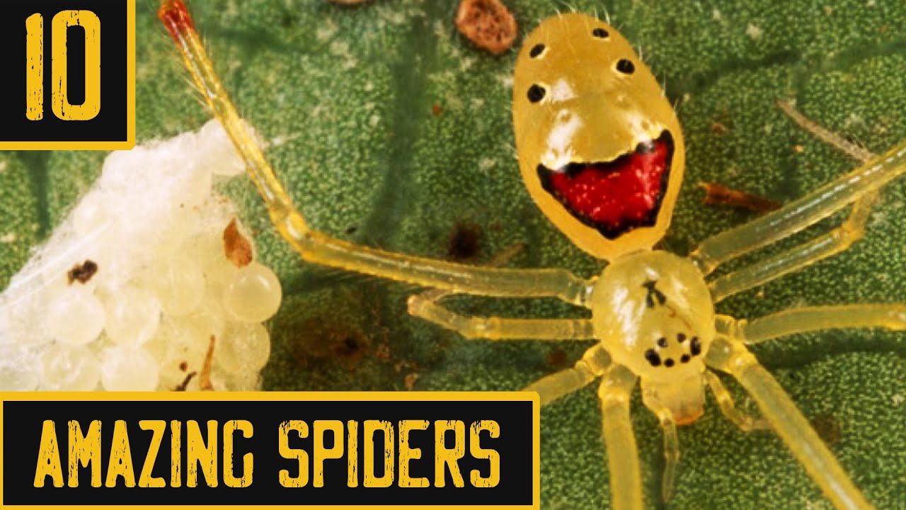 10 Amazing Spiders - YouTube