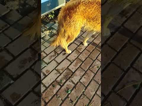 kendi sevimli adı sevimsiz olan #netenyahu Köpeği çok korkutmuşlar