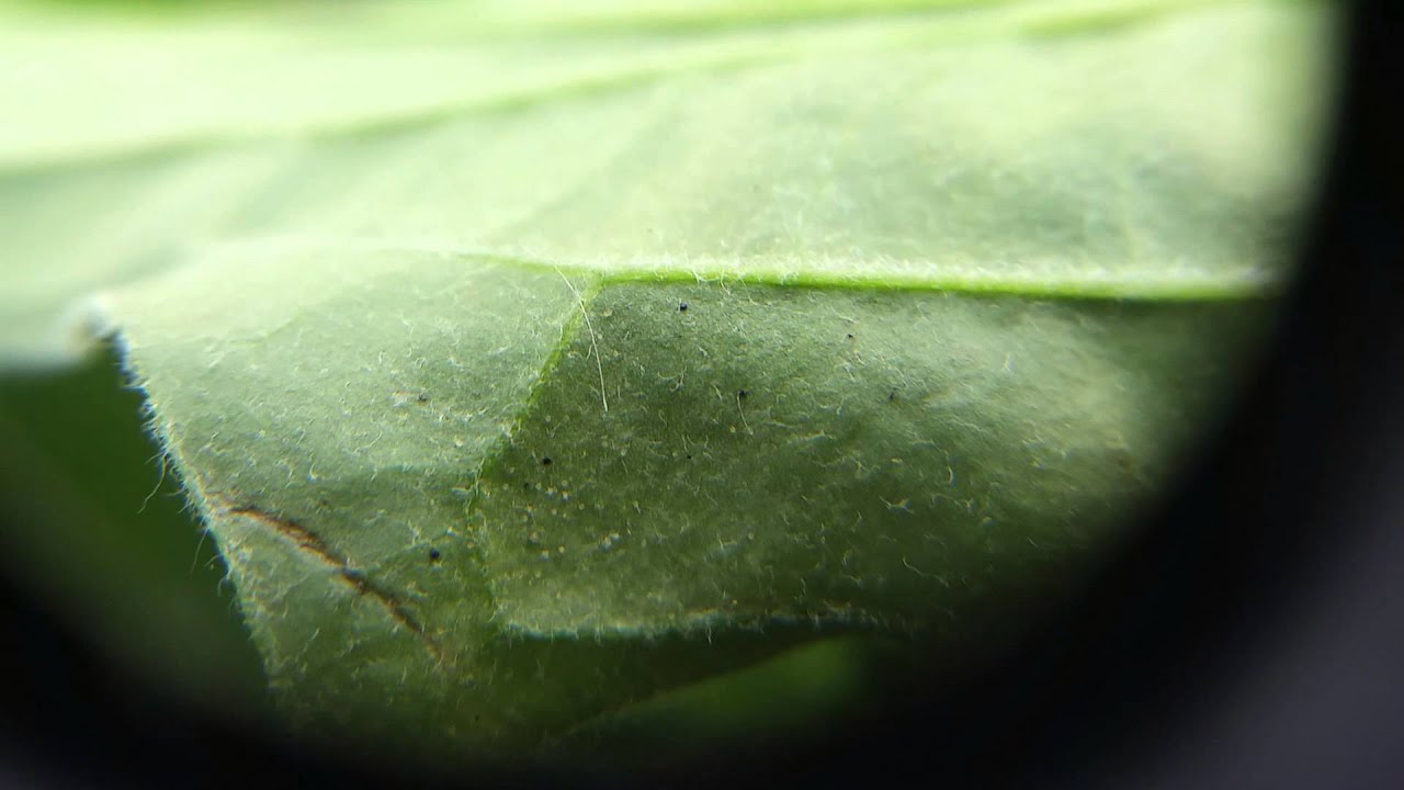 T. urticae [Two-Spotted Spider Mite] adults, nymphs, and Eggs, 15x ...
