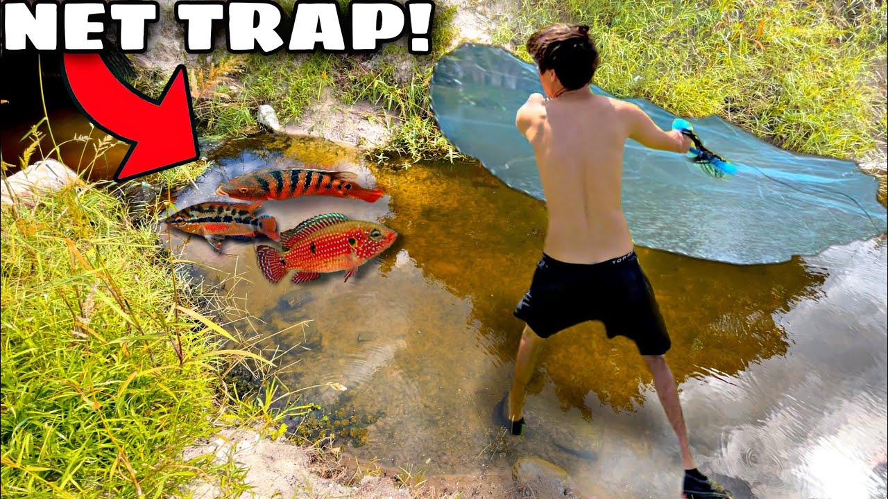 Net Trap Catches EXOTIC Bait Fish to Feed my POND PETS!! - YouTube