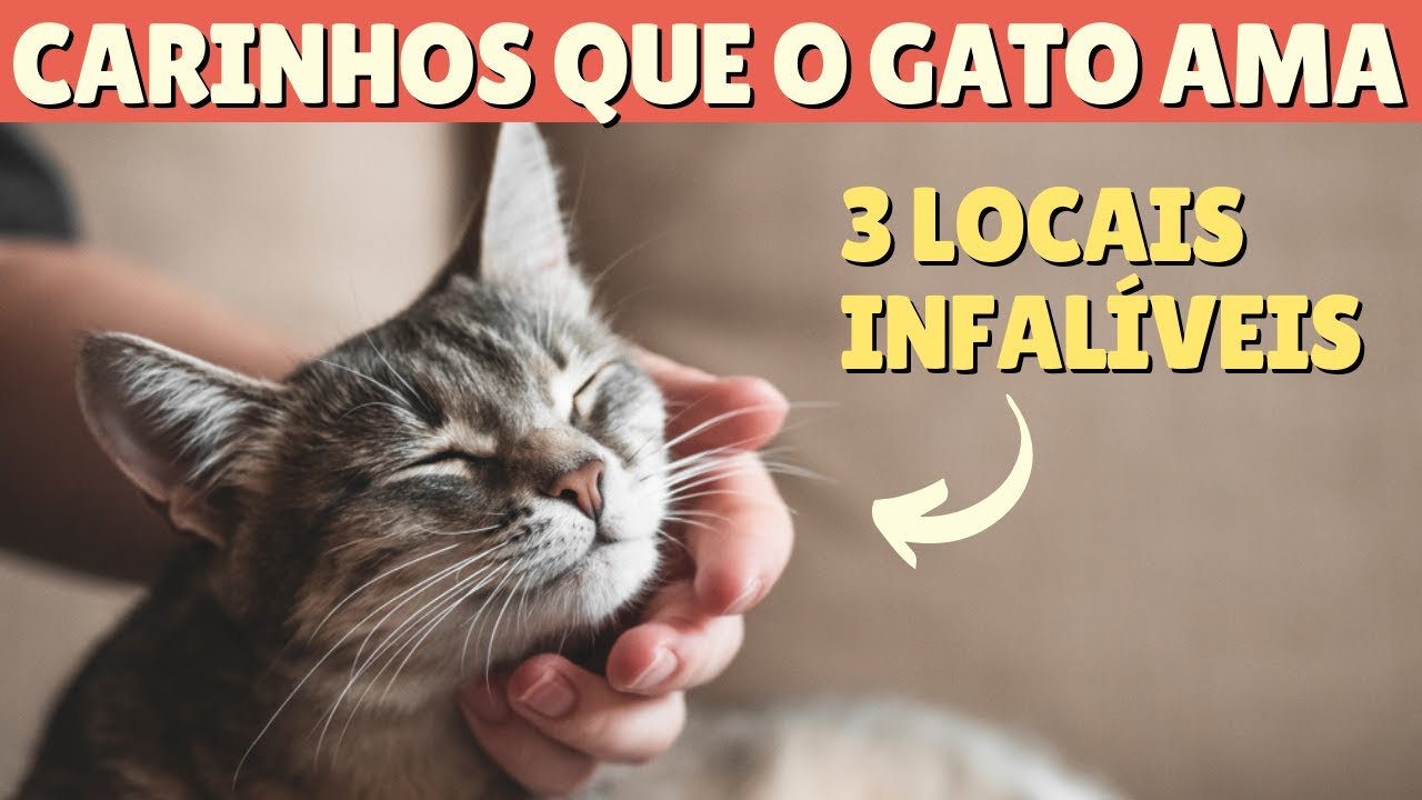 O MELHOR JEITO de fazer CARINHO EM GATO, segundo a CIÊNCIA | Notícias ...