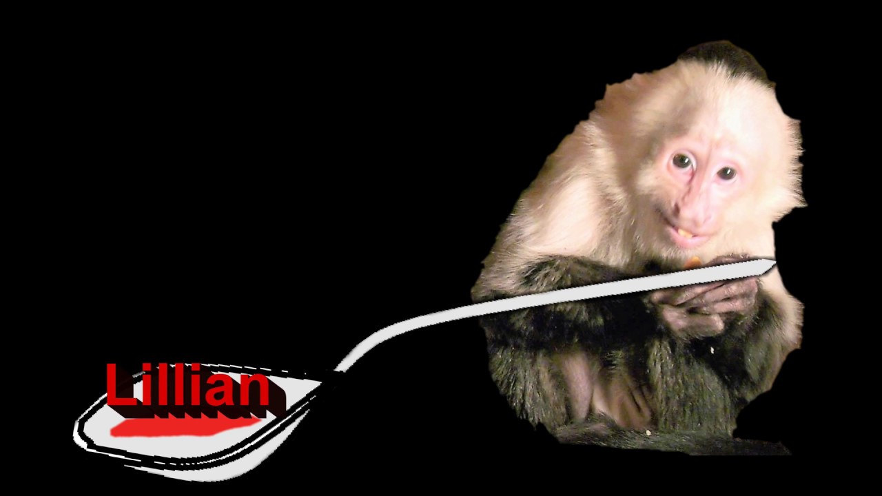 Capuchin Monkey EATS with a SPOON LL (#207) - YouTube