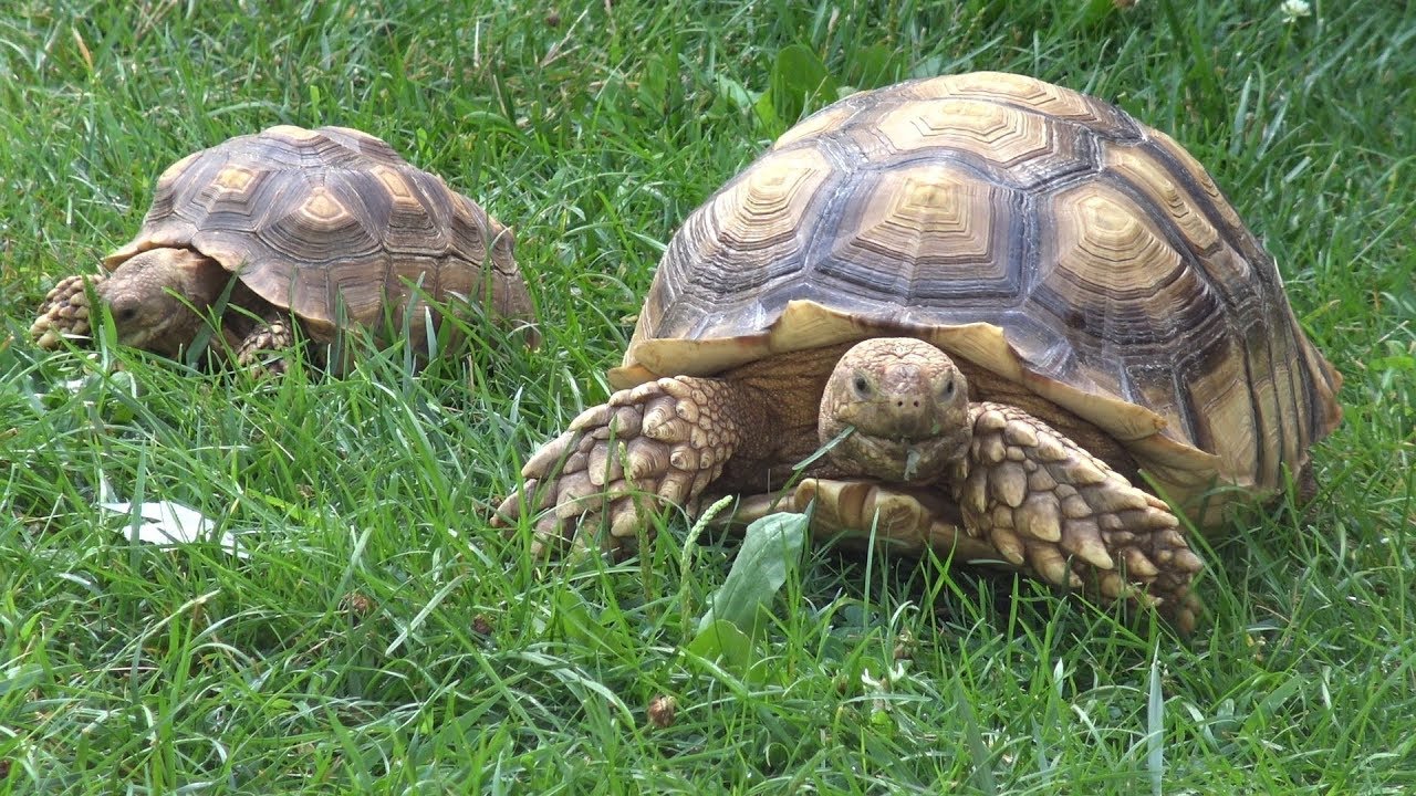MY SULCATA TORTOISES ARE OUT FOR A WALK - YouTube