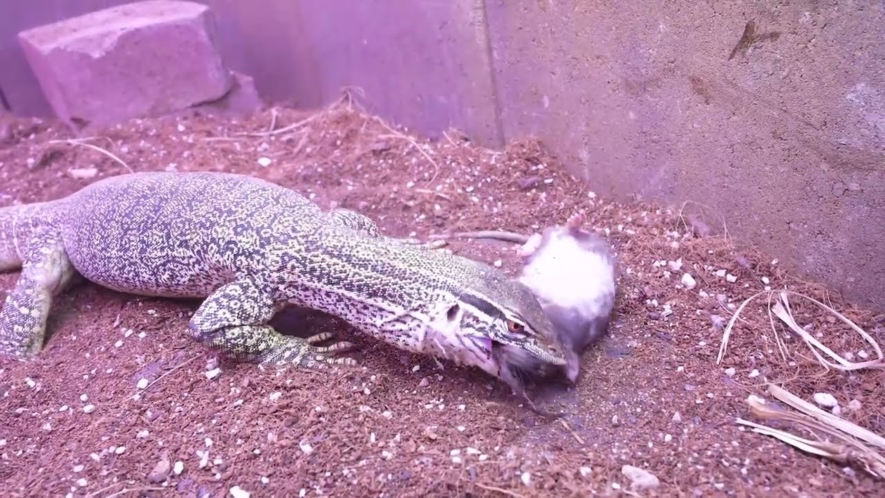 Sand Monitor smashes a rat (live feeding) - YouTube
