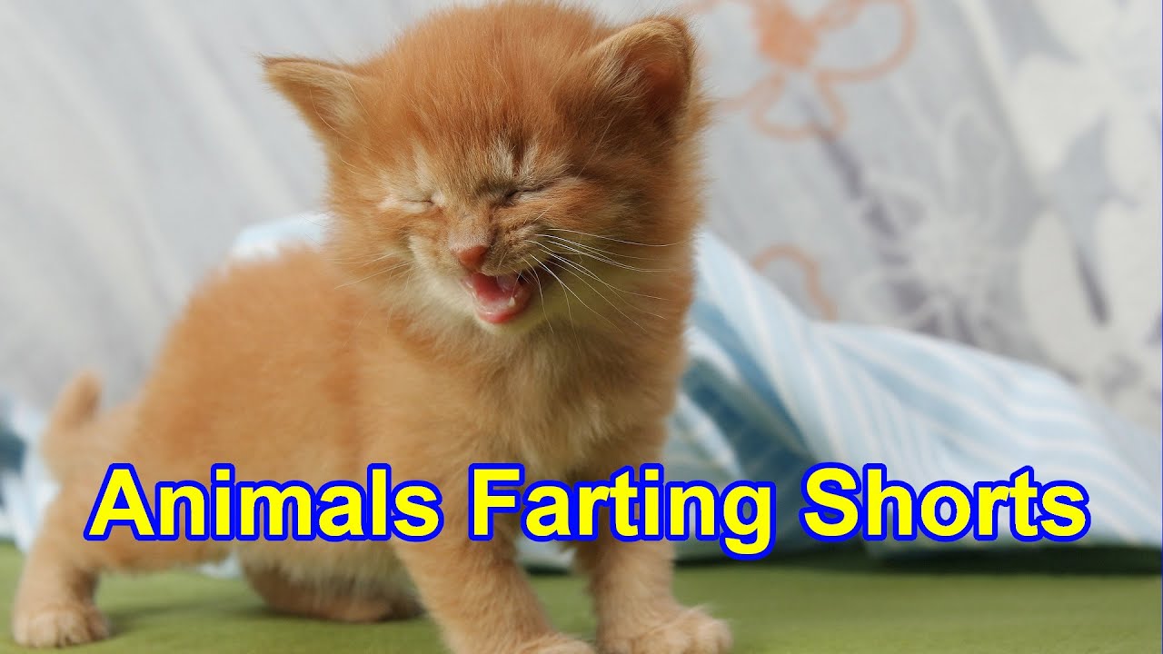Animals Farting Short Collection - #animals #fart - YouTube