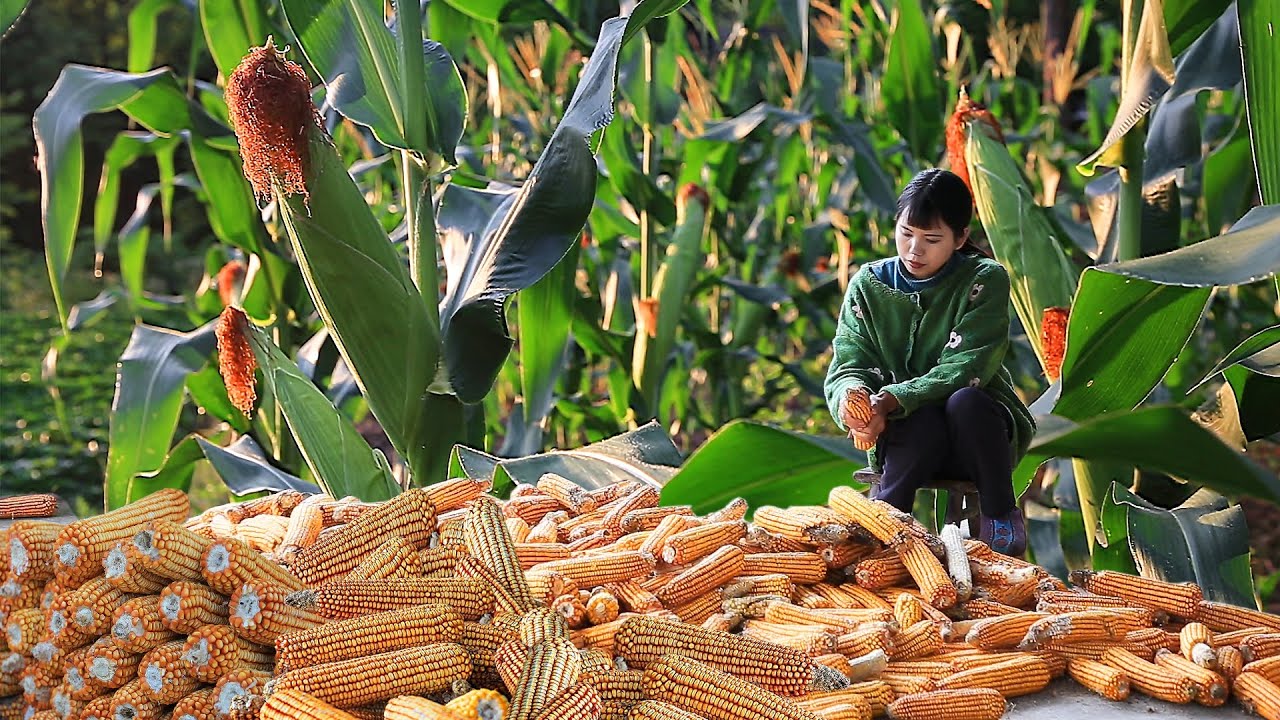 Fragrant and sweet corn，through the time pickle into slag sea pepper把香香 ...