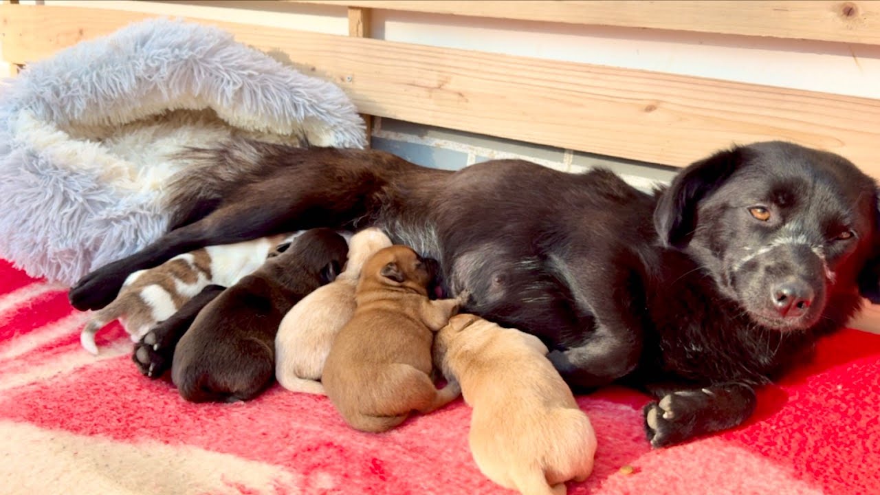 Super cute puppy life 🐶: These adorable pups have grown up like magic 🐶 ...