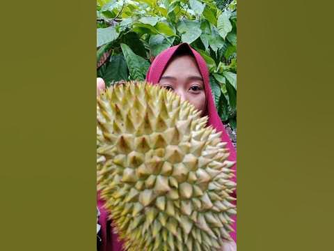 durian montok, termahal - YouTube
