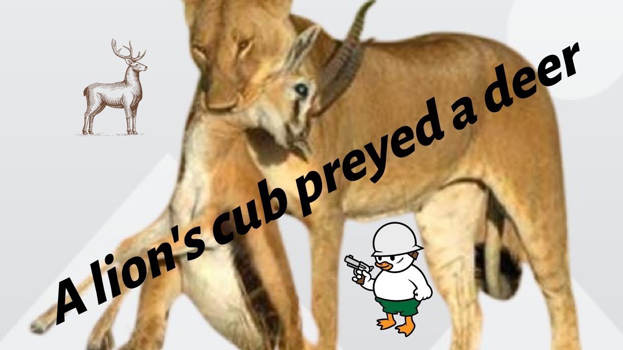 Deer hunted by Predators শিকারীদের দ্বারা হরিণ শিকার - YouTube