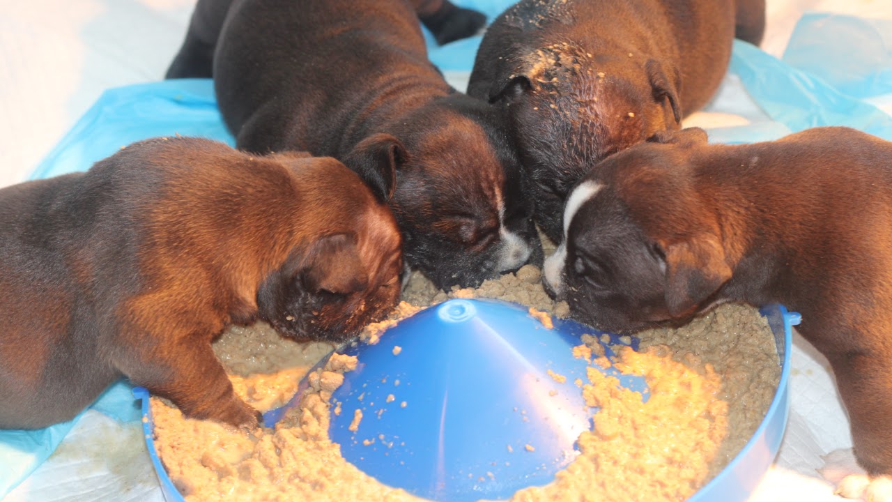 Three Amigos Bully Kamp Live Stream - YouTube