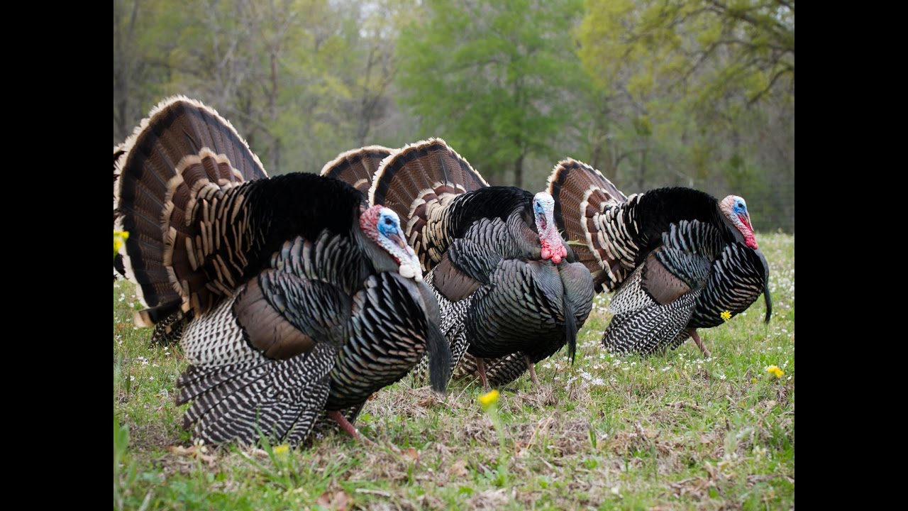 The Turkey Song - YouTube