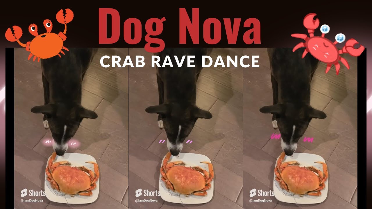 Dog Nova's Crab Rave Dance! 🦀🐶 Adorable Reaction to Cooked Dungeness ...
