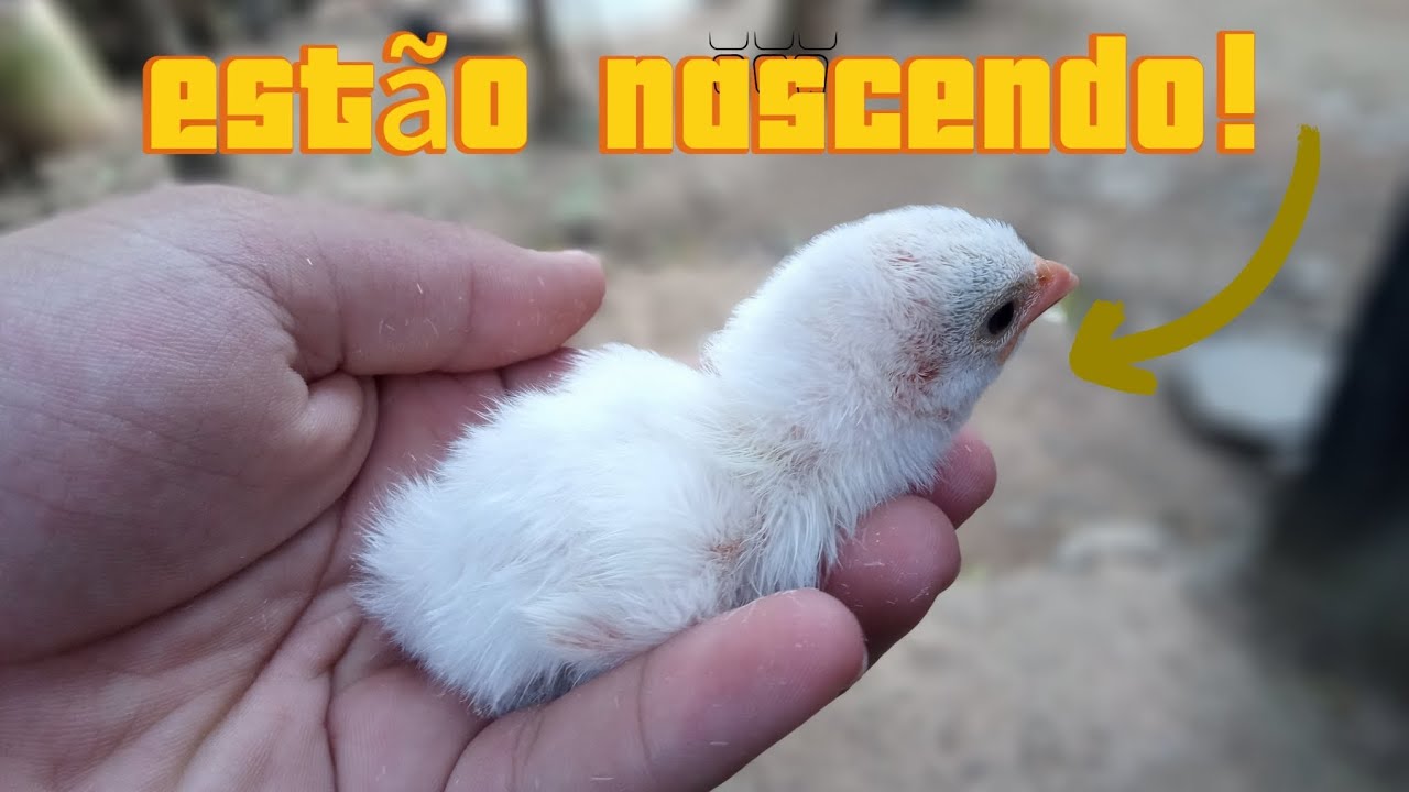 Os guinezinhos começaram a nascer, galinha muito braba, (aves místicas ...