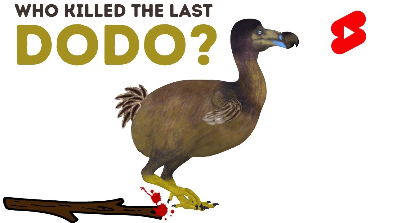 Who killed the last dodo? #shorts - YouTube