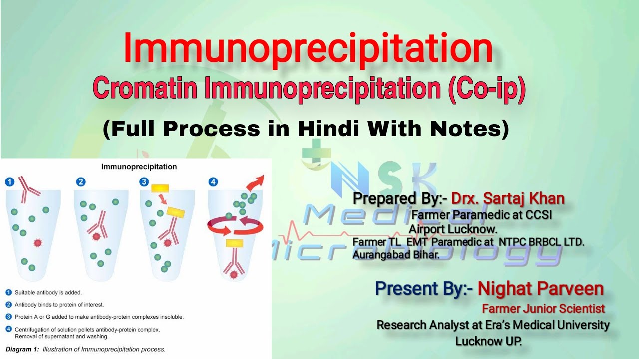 immunoprecipitation technique | immunoprecipitation principal ChIP ...