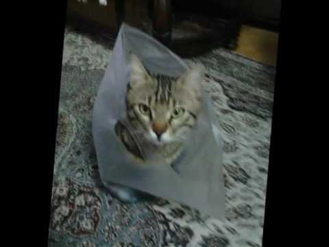 Göksel - Bi Kedim Var